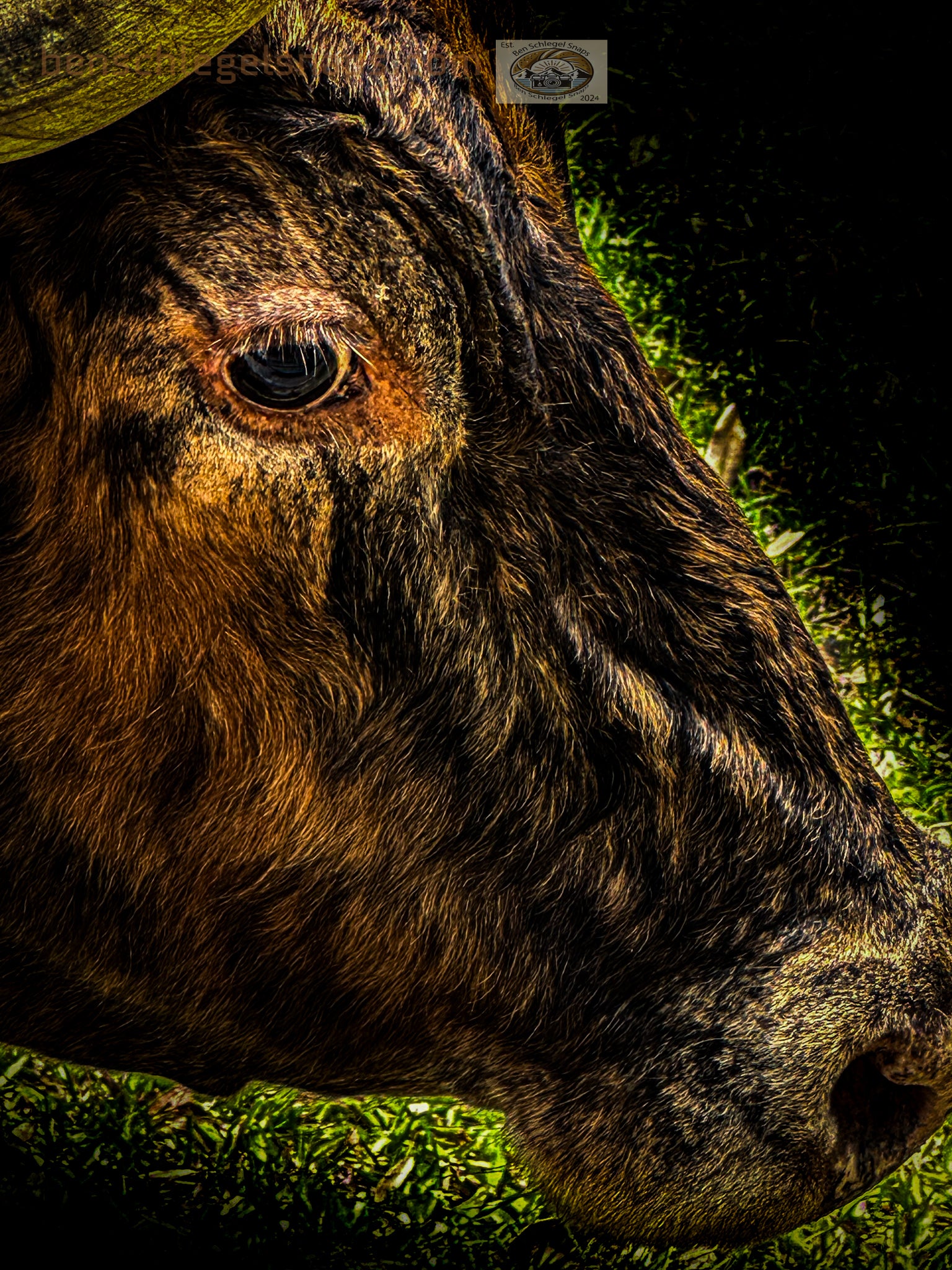 Color All Seeing Cattle Eye – Ben Schlegel Snaps